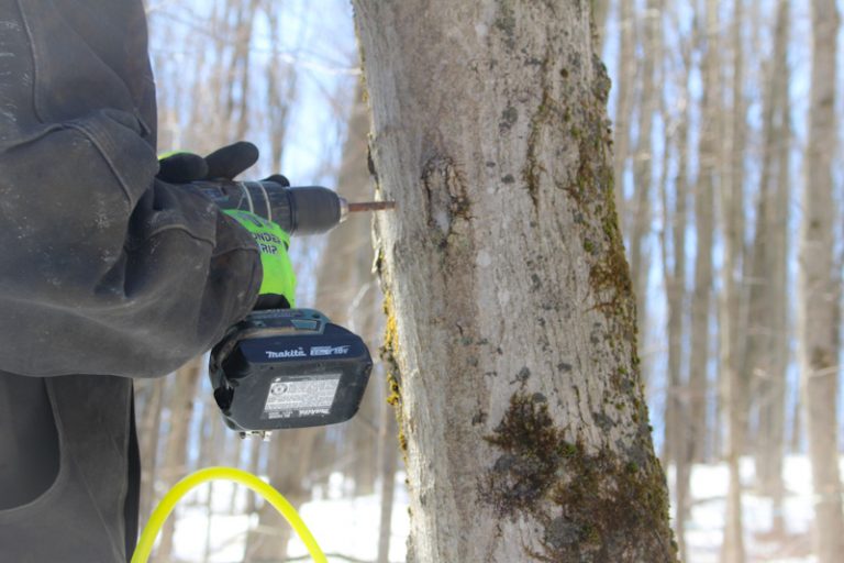 How To Tap Maple Trees for Syrup - White Maple Acres